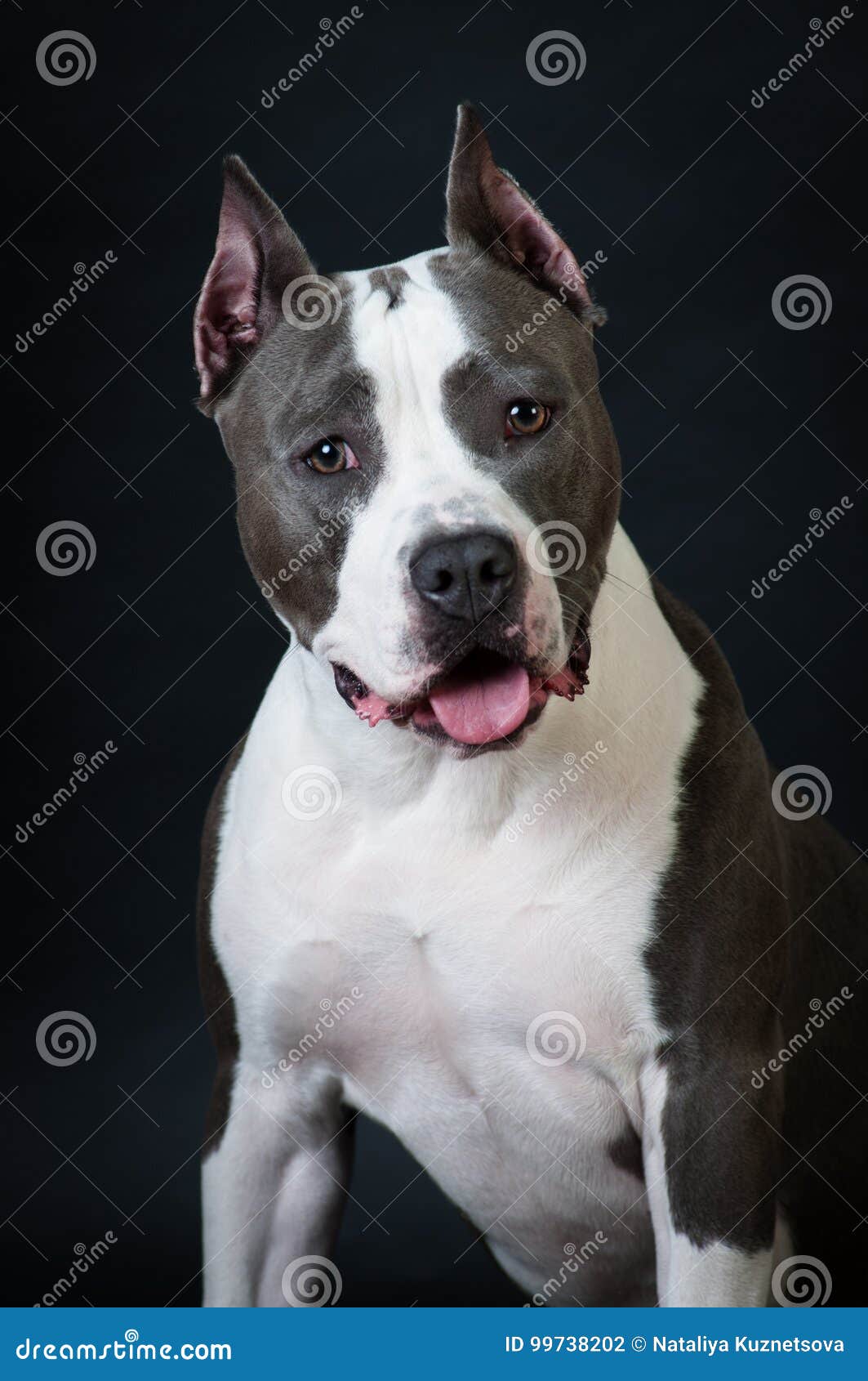 Staffordshire Terrier Potrait on Black Background at Studio Stock Photo ...