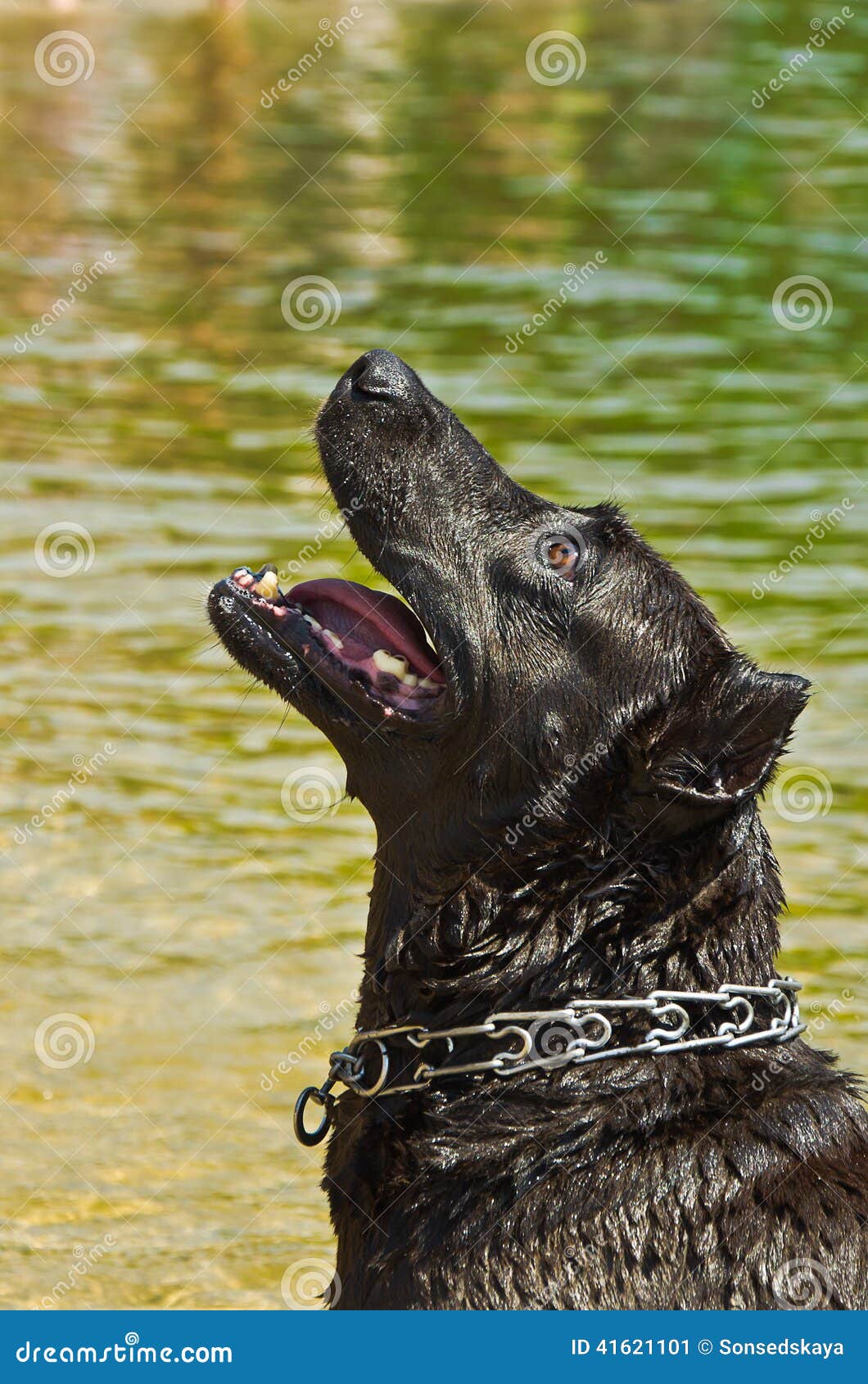 Staffordshire Terrier Curious Looking Up Stock Image - Image of casual ...