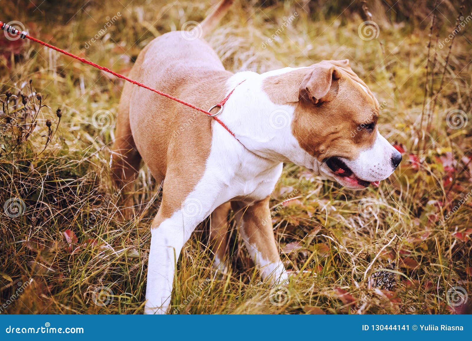 Staffordshire Terrier. the Dog Sits in Nature in the Fall Stock Image ...