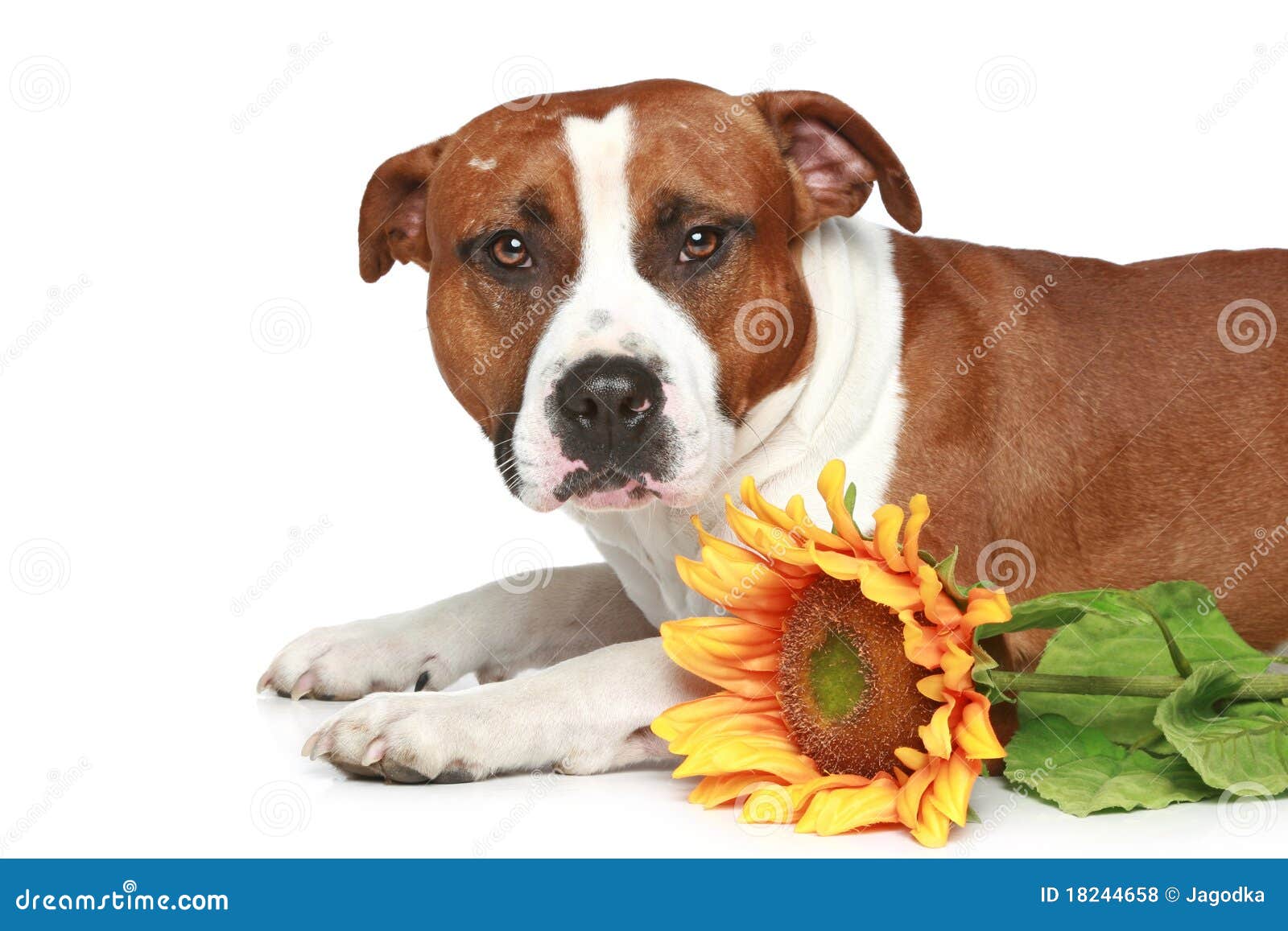 Staffordshire Terrier Lying with Sunflower Stock Photo - Image of ...