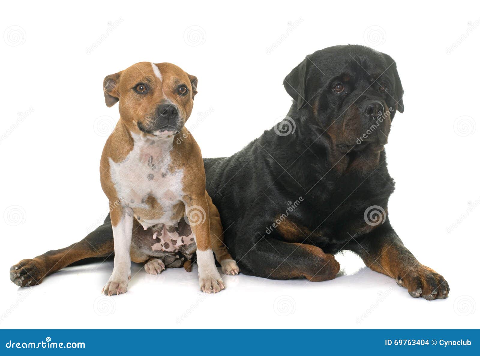 Stafforshire Bull Terrier E Rottweiler Foto de Stock - Imagem de adulto ...