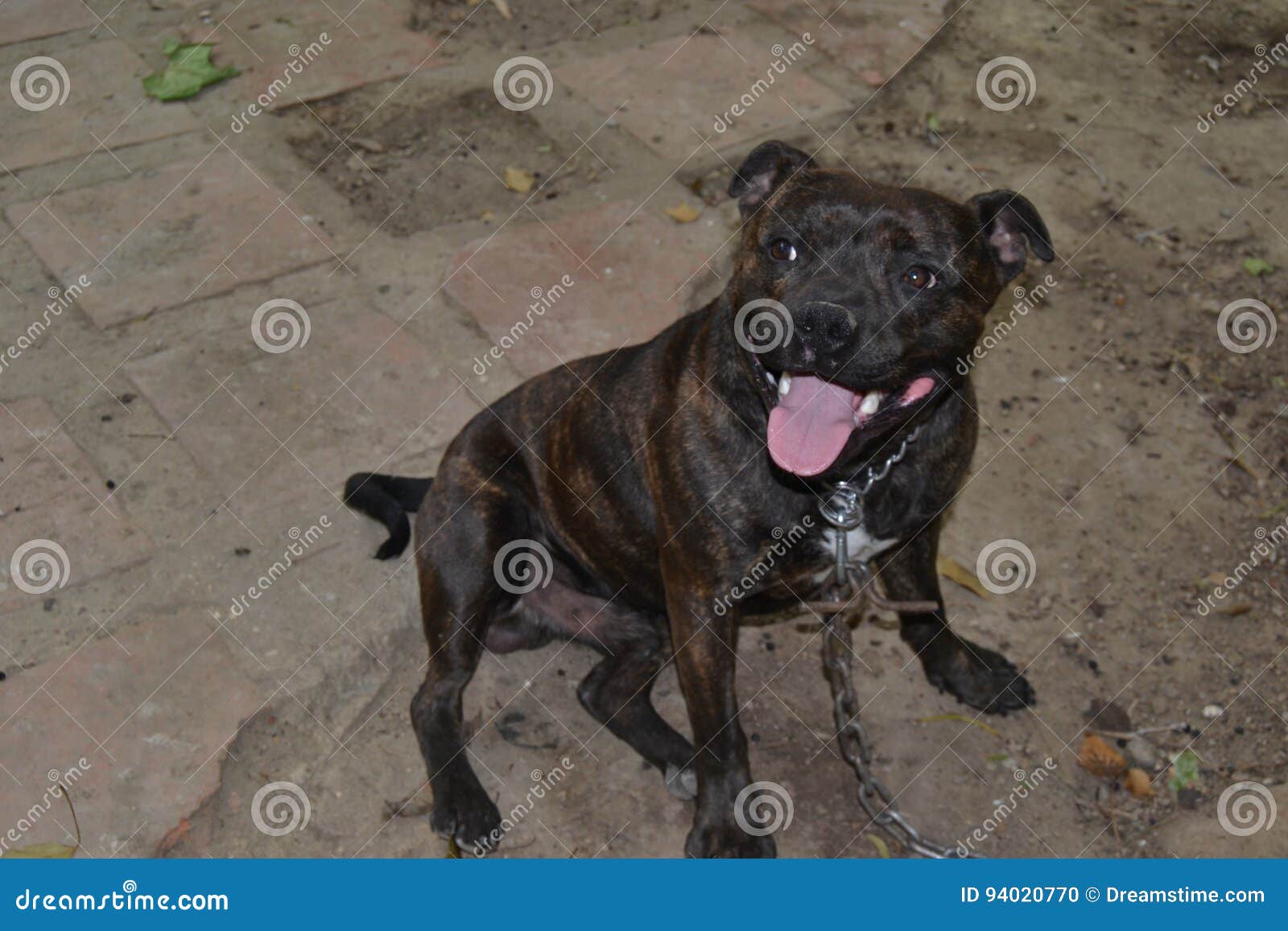 Staffy dog stock photo. Image of boxer, marron, brown - 94020770