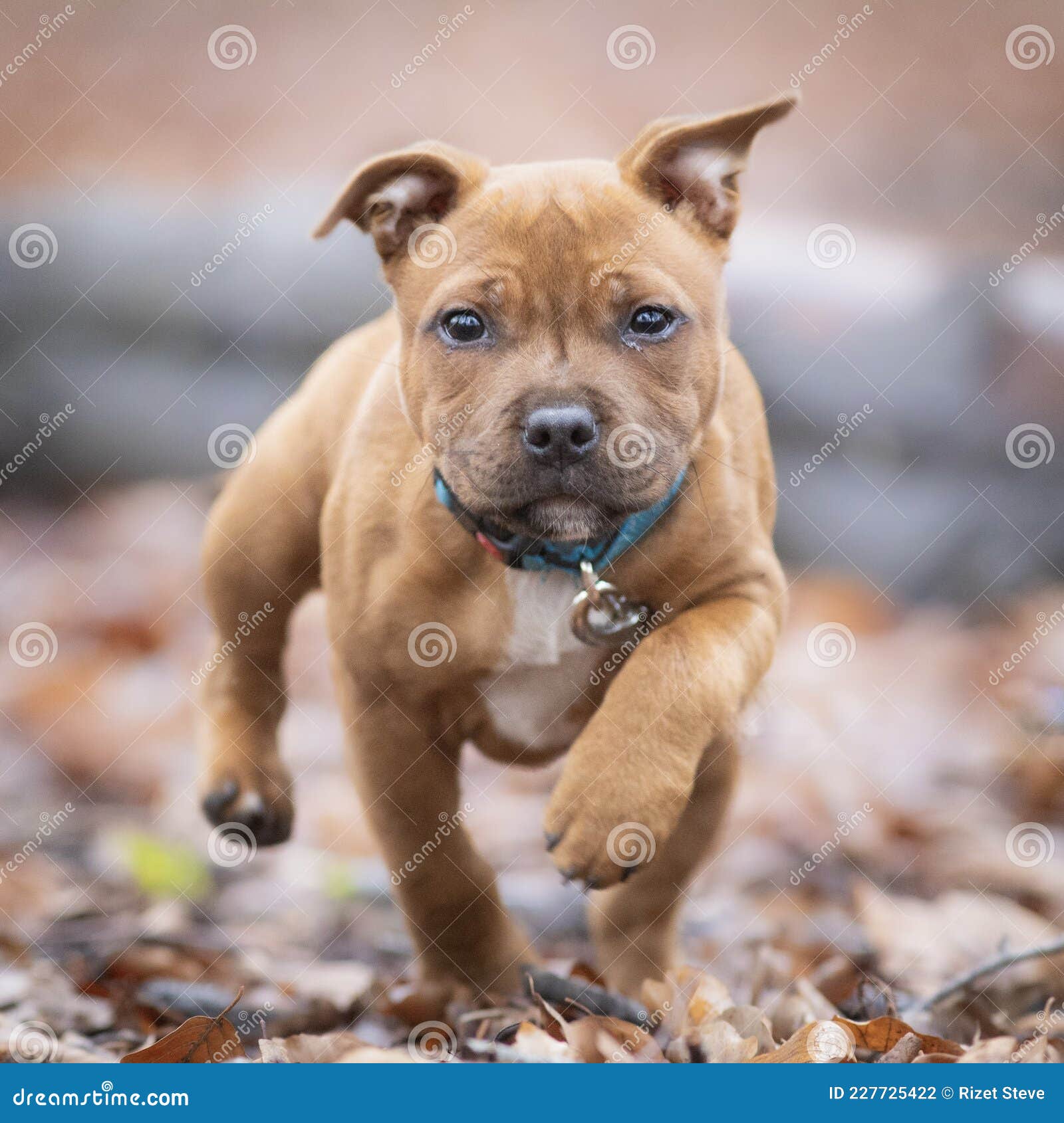 Staffy young puppy dog stock photo. Image of carnivore - 227725422