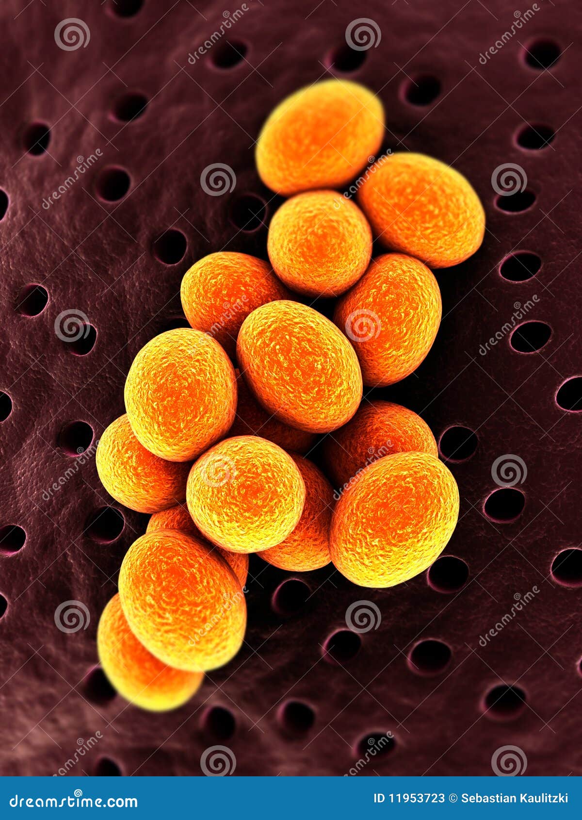 Stafilococco illustrazione di stock. Illustrazione di microscopico ...