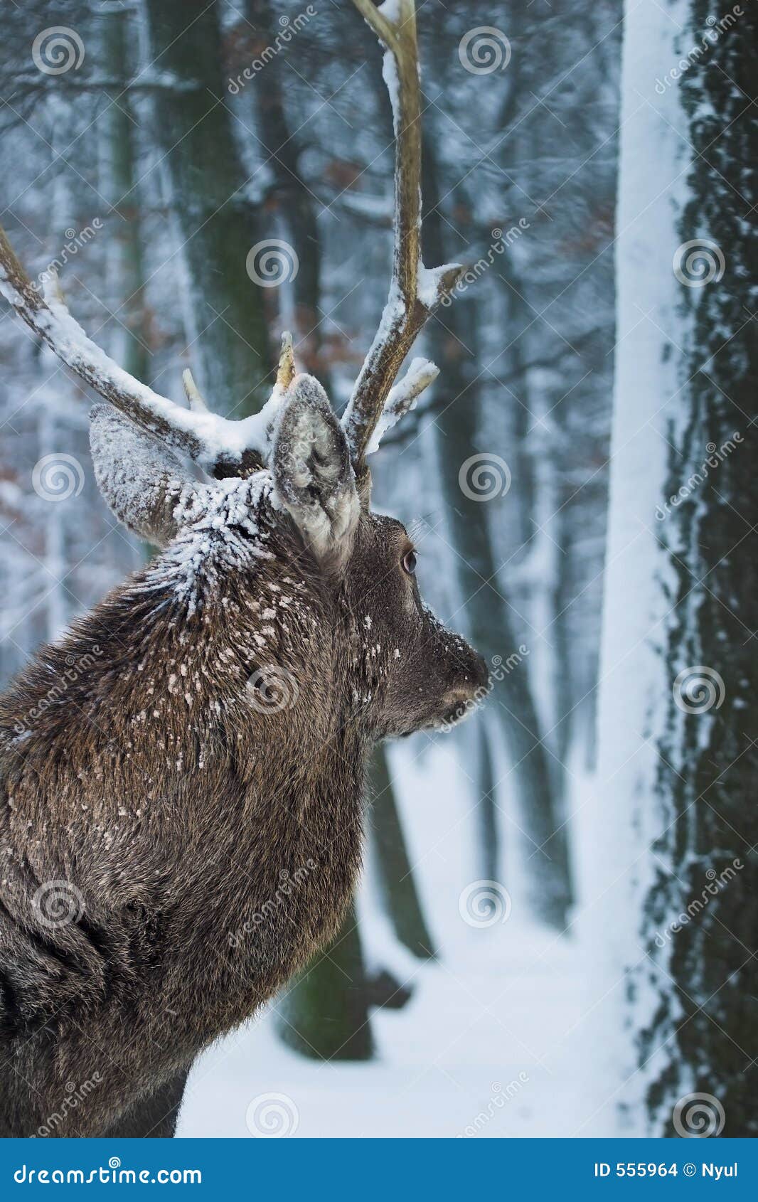 Stag 1. stock photo. Image of nature, deerstalking, hart - 555964