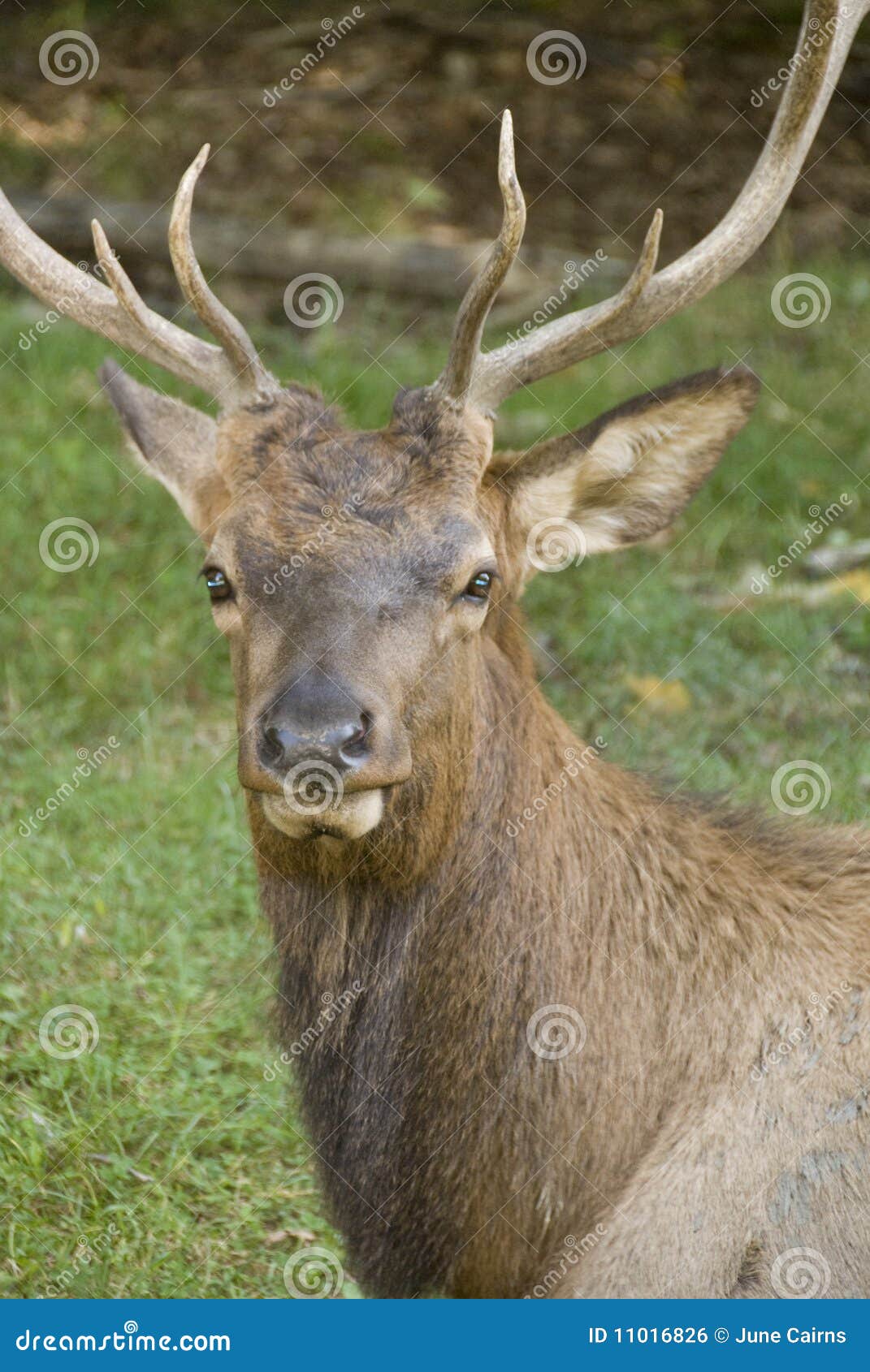 Stag stock photo. Image of ears, eyes, mouth, wildlife - 11016826