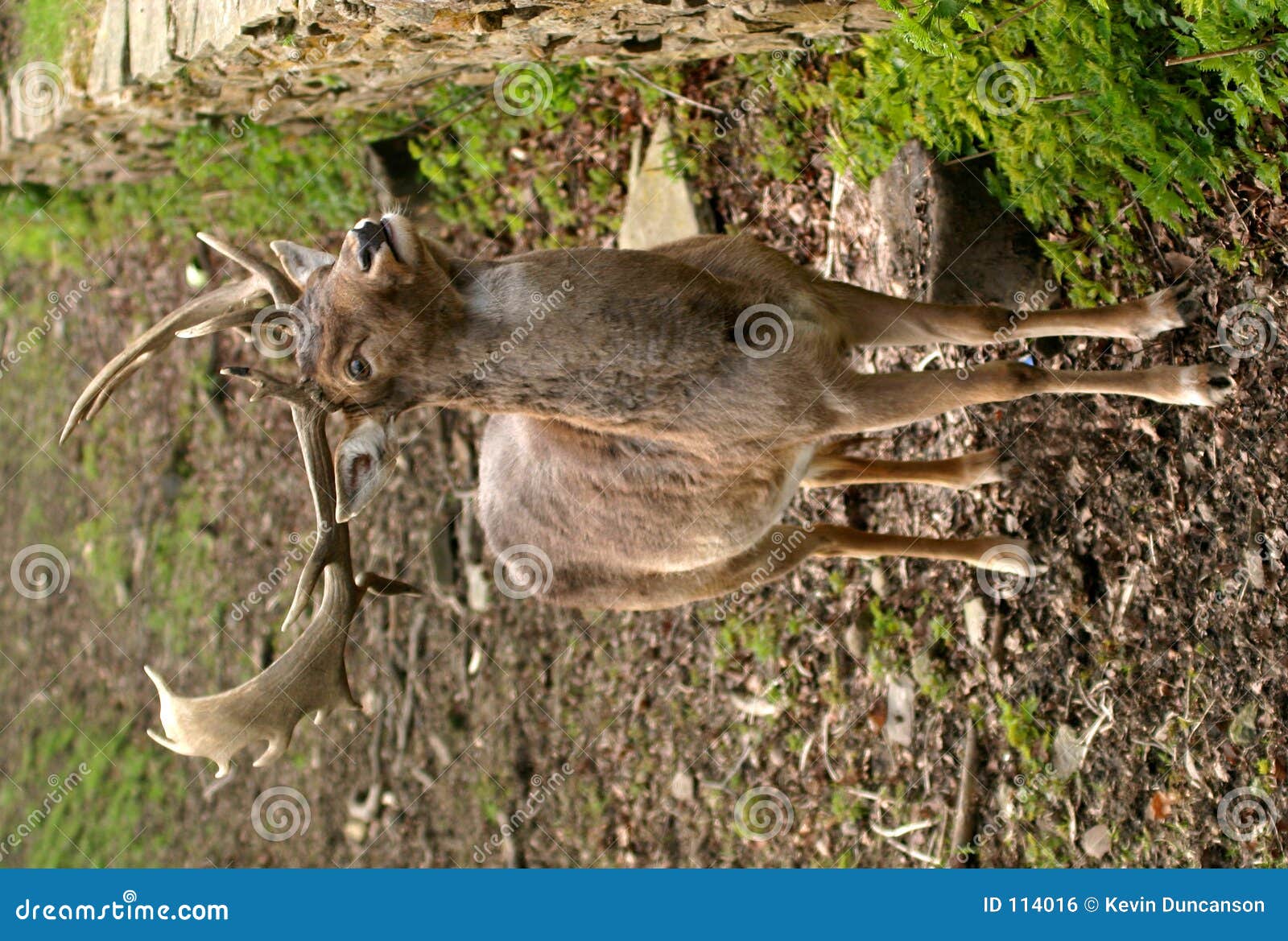 Stag Picture. Image: 114016