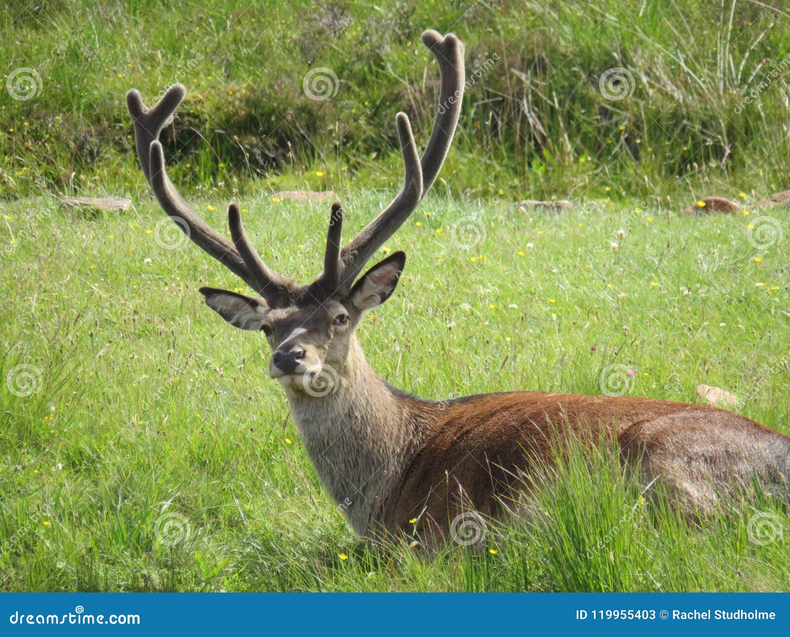 Stag stock image. Image of inquisitive, scotland, stag - 119955403