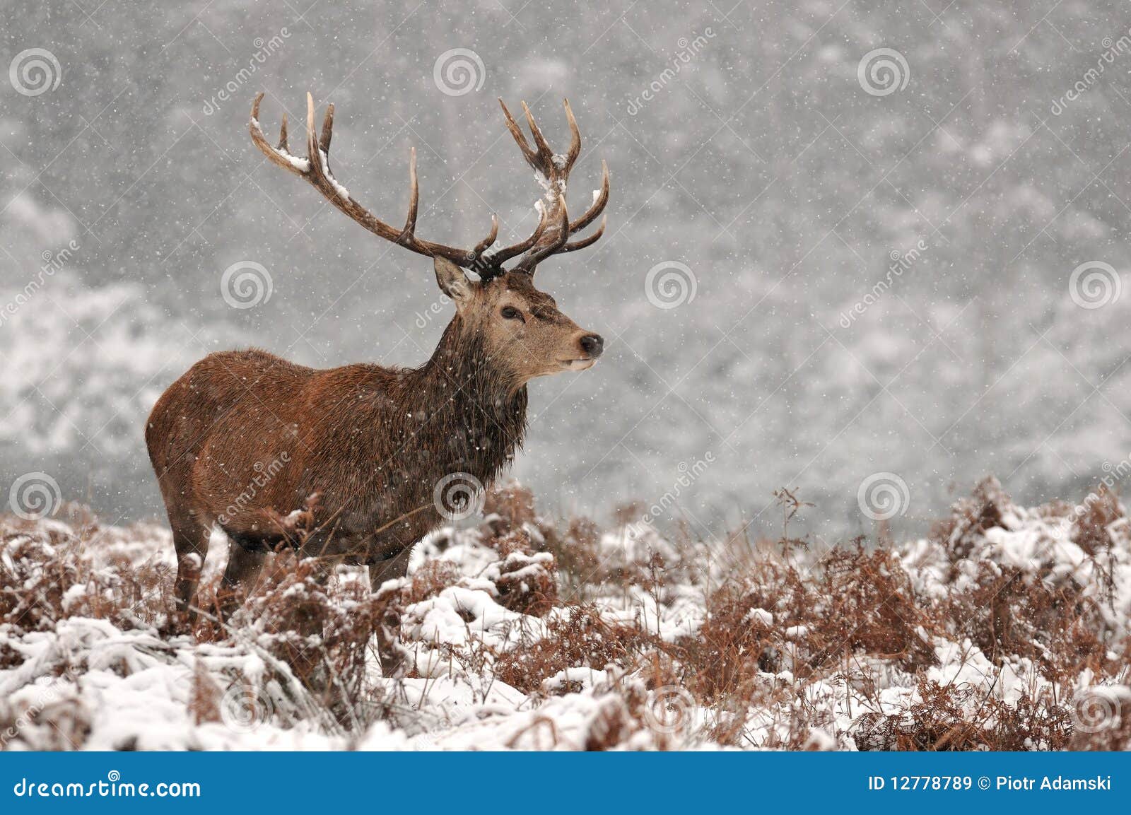 Stag stock image. Image of woodland, season, grass, adult - 12778789