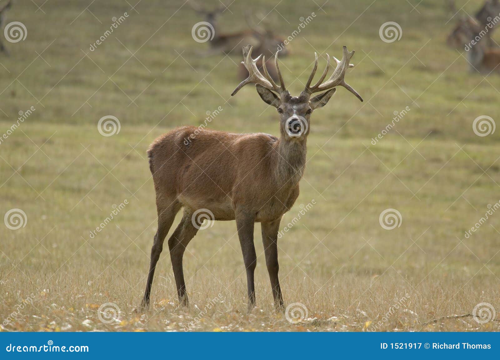 Stag stock image. Image of winter, horns, male, buck, october - 1521917