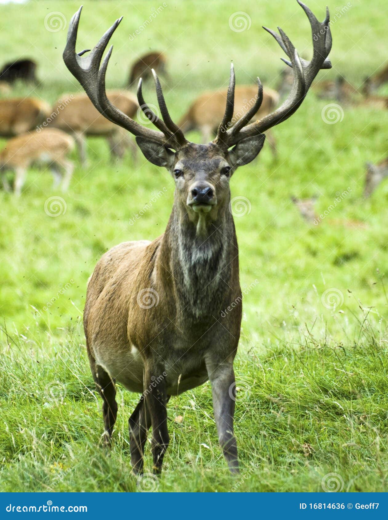 Stag stock photo. Image of powerful, dangerous, antlers - 16814636