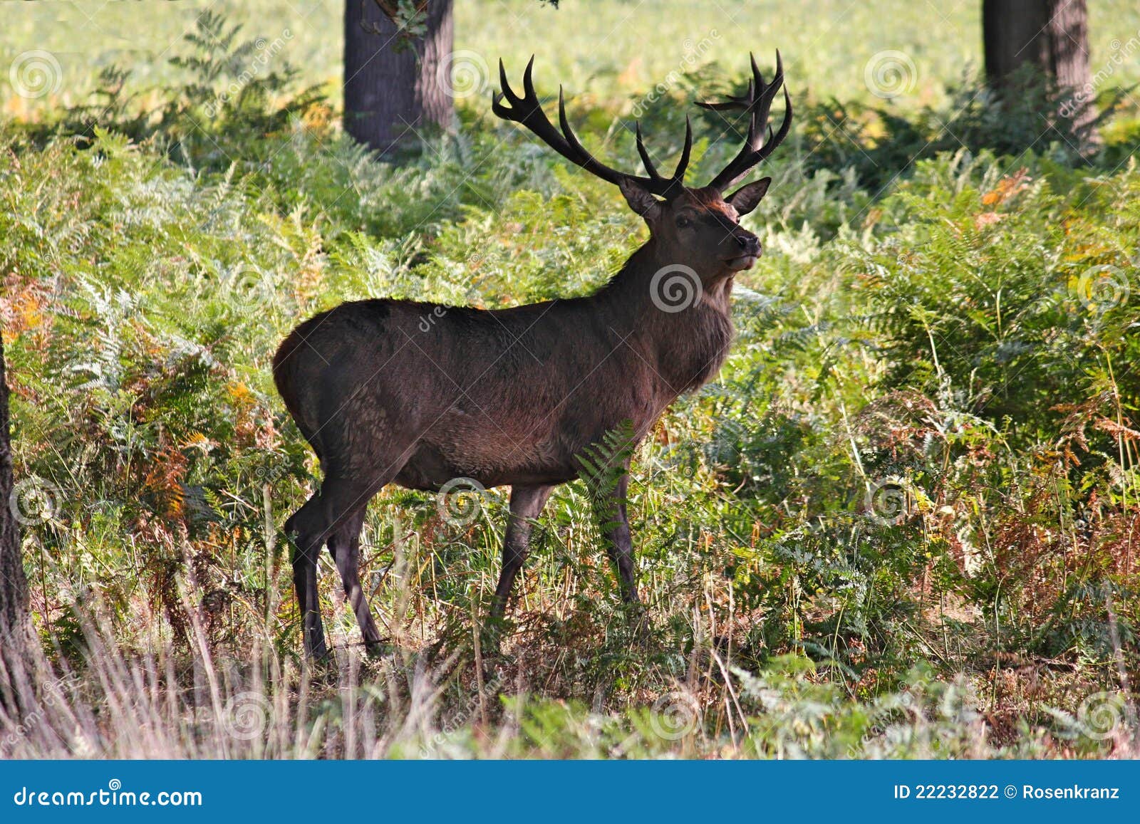 A stag stock photo. Image of grass, wood, animal, nature - 22232822