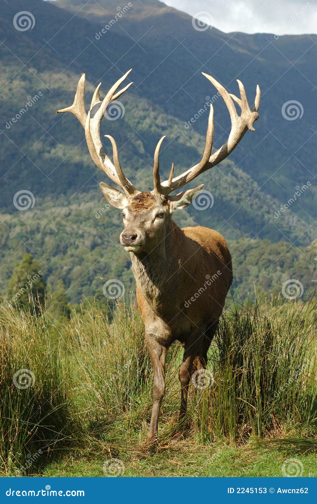 Stag stock image. Image of tall, shooting, rushes, west - 2245153