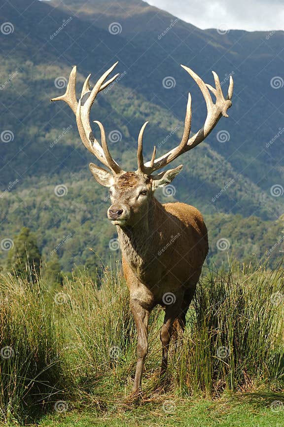 Stag stock image. Image of tall, shooting, rushes, west - 2245153