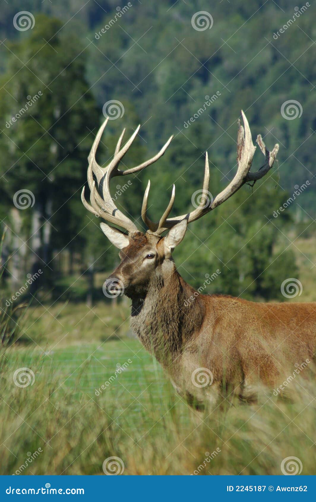 Stag stock image. Image of haughty, stags, tall, farming - 2245187