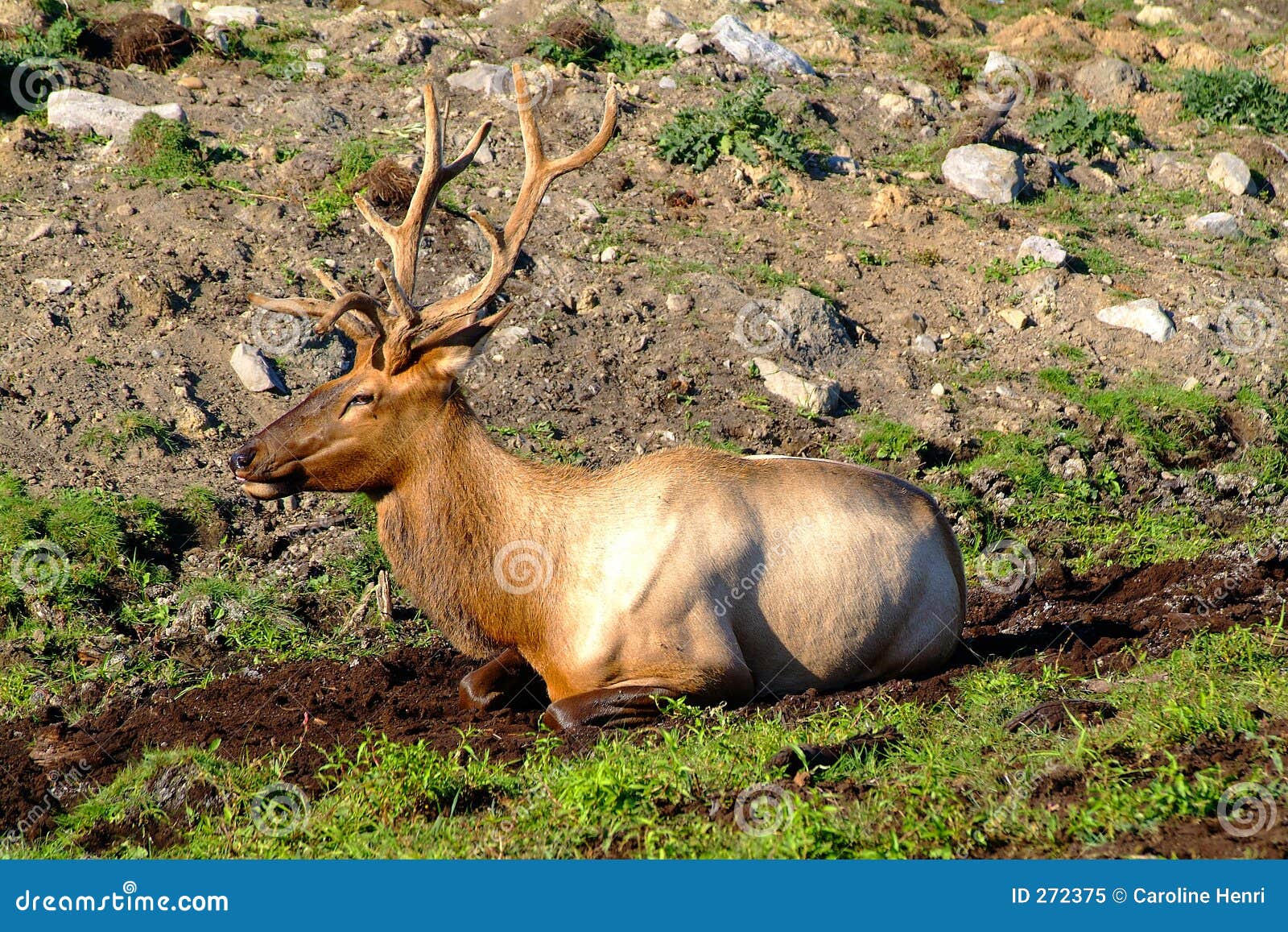 Stag stock image. Image of close, america, mammal, wildlife - 272375