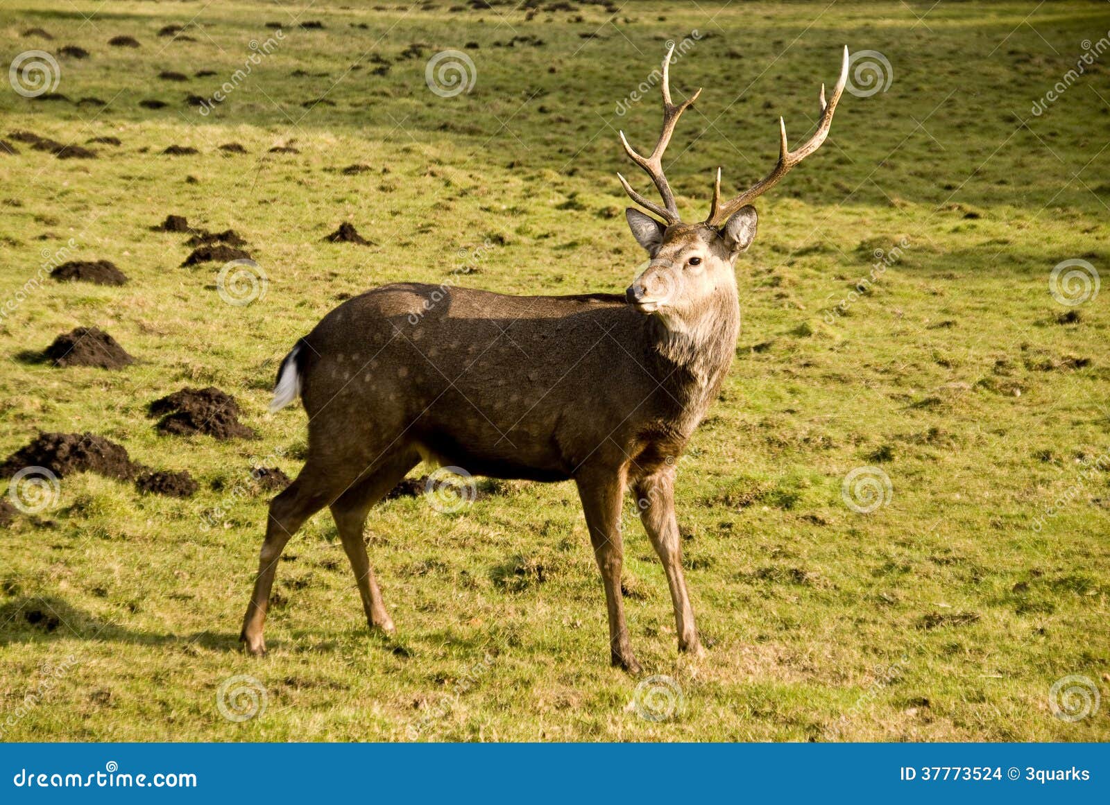 Stag stock photo. Image of wildlife, animals, zoology - 37773524