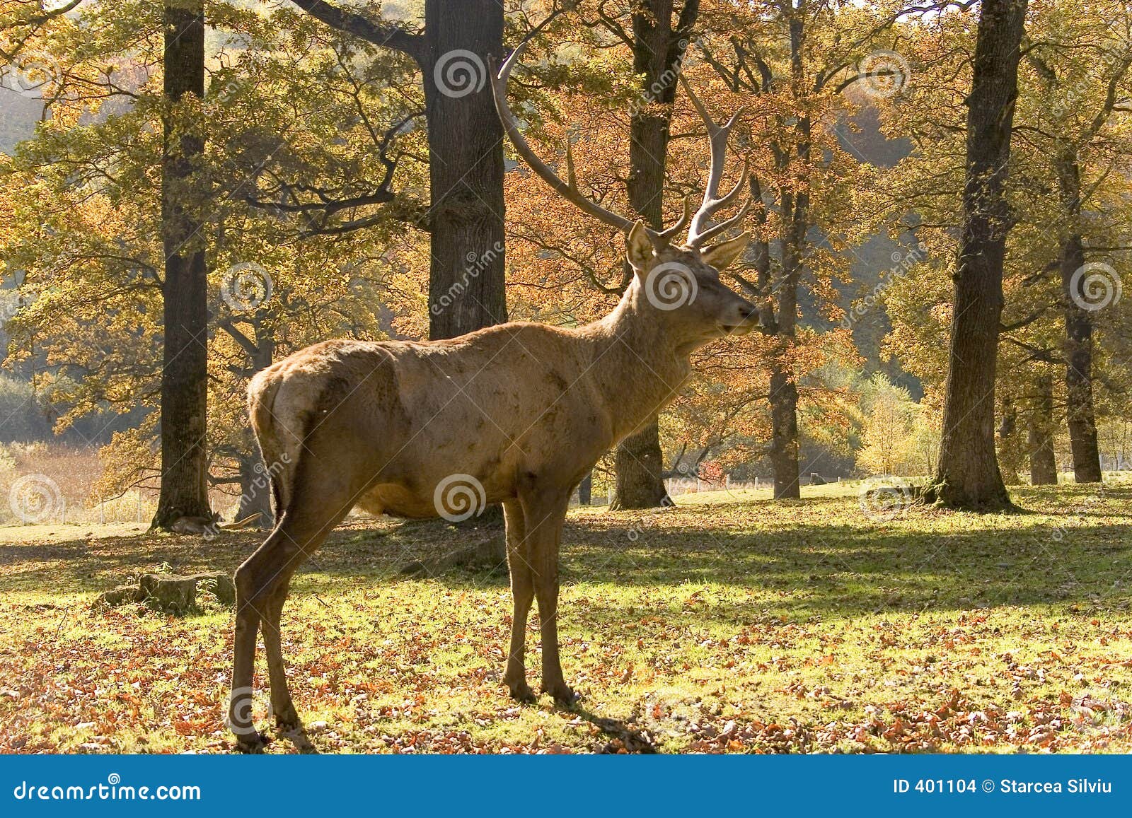 The stag stock photo. Image of tree, mammal, pelt, deer - 401104