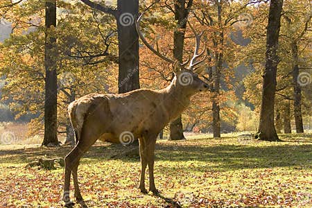 The stag stock photo. Image of tree, mammal, pelt, deer - 401104