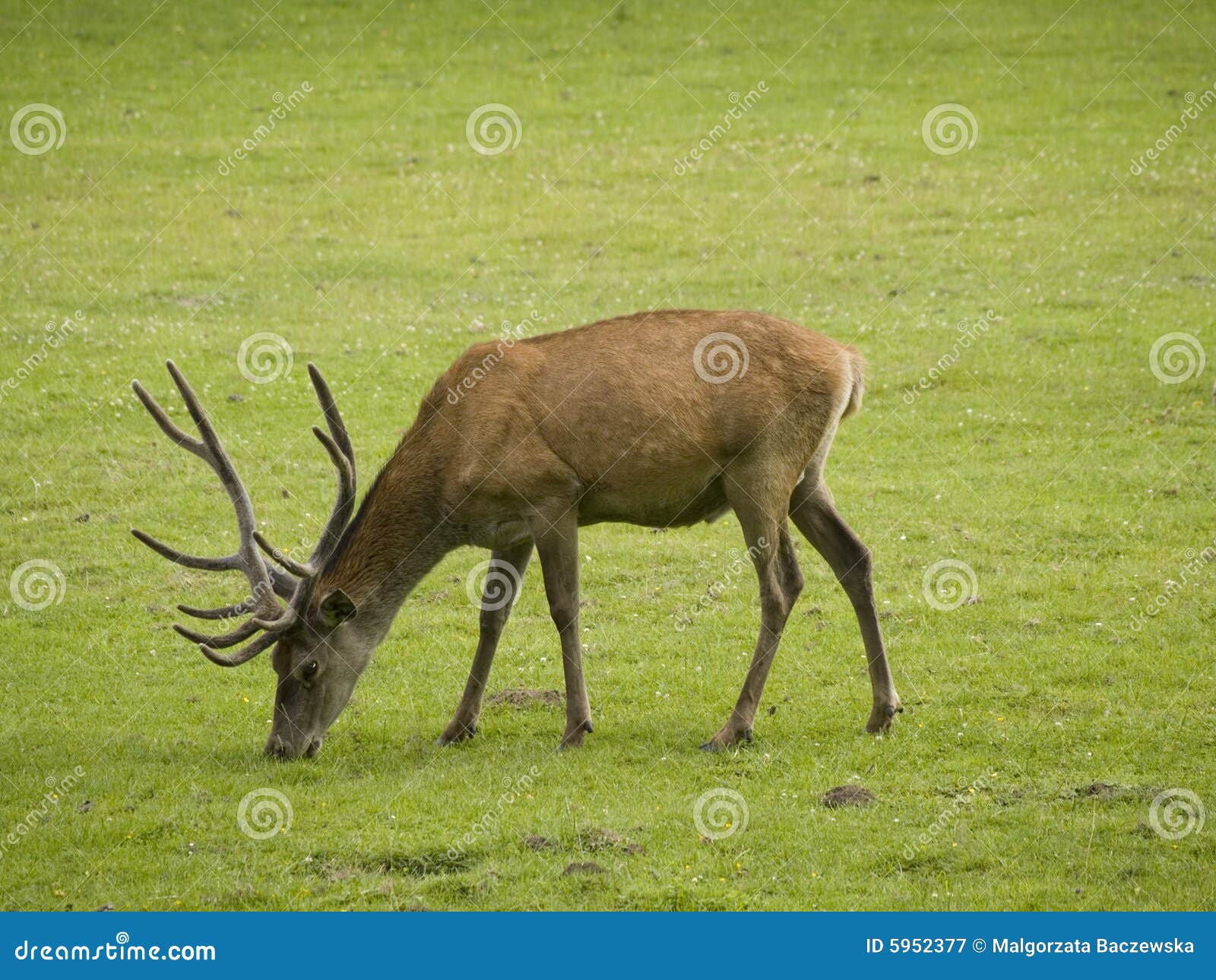 Stag stock image. Image of stag, grass, mammal, deer, animal - 5952377