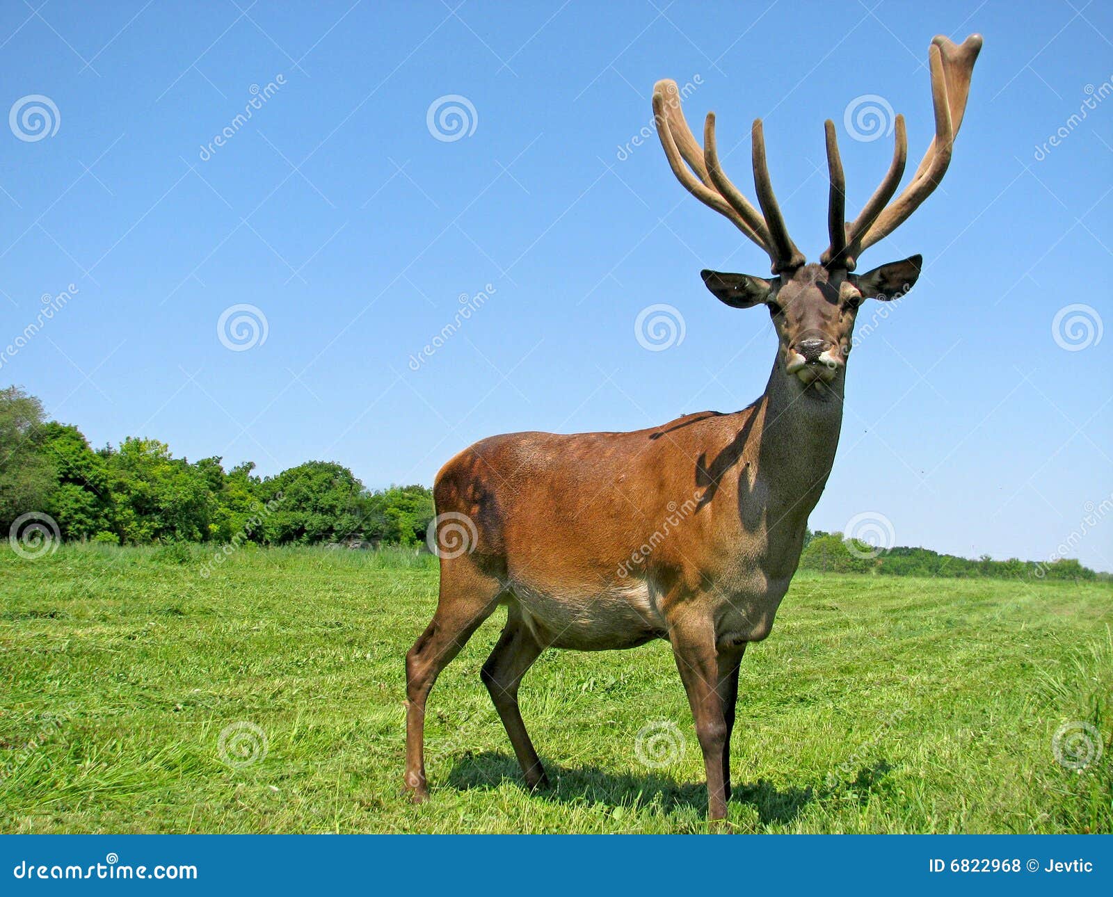 Stag stock photo. Image of fallow, nature, animals, taking - 6822968