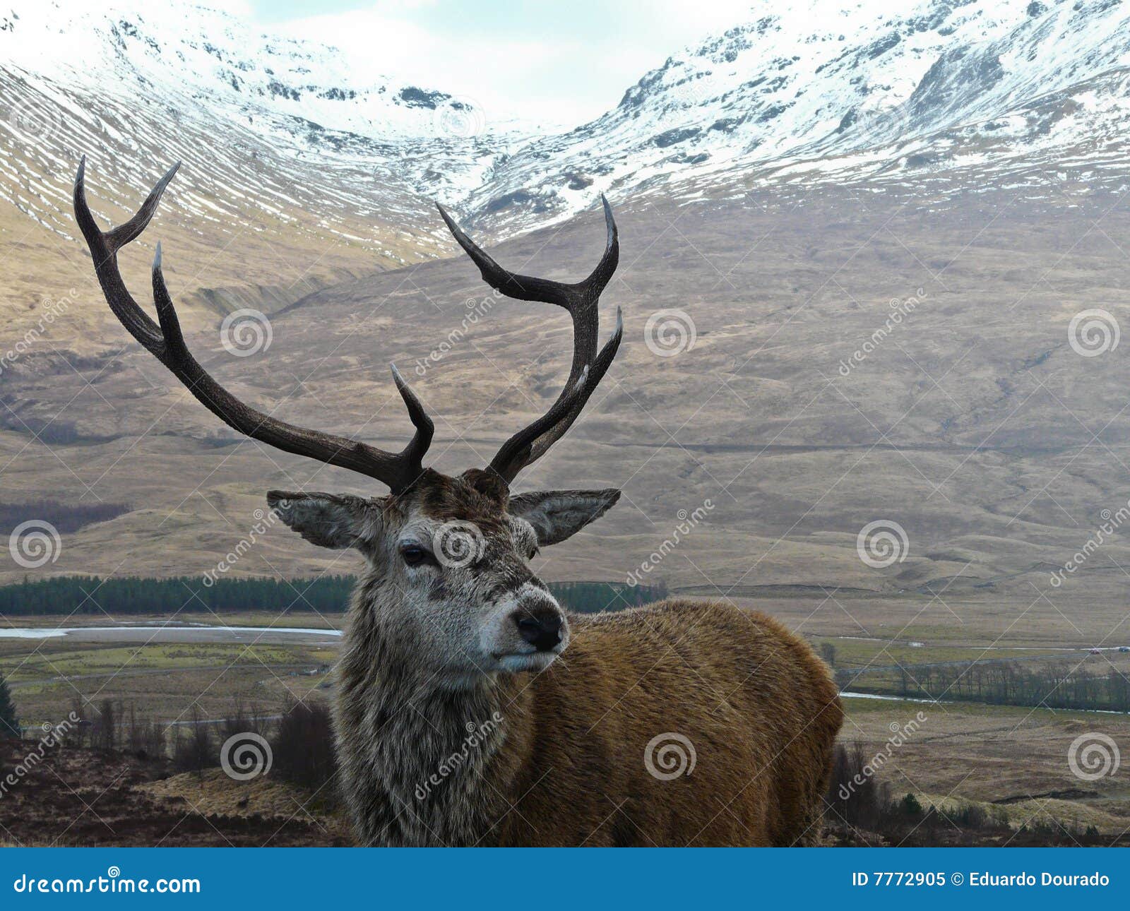 Stag stock image. Image of animal, wildlife, stag, beast - 7772905