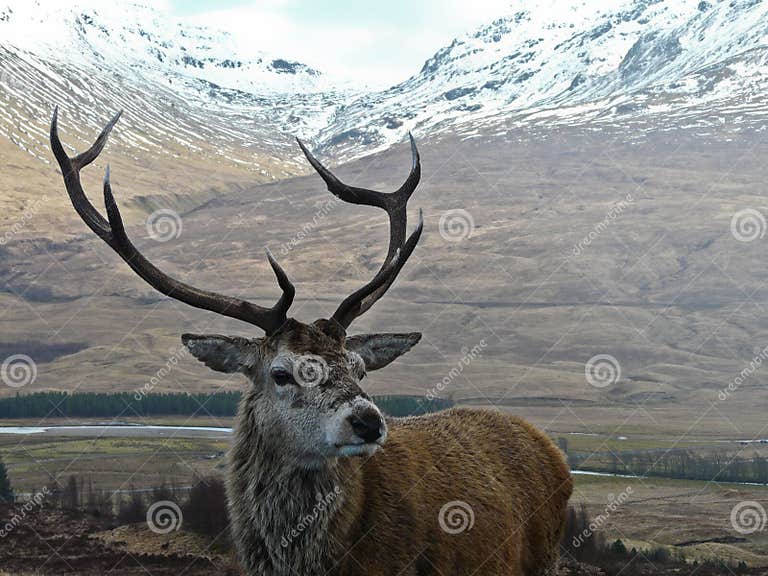 Stag stock image. Image of animal, wildlife, stag, beast - 7772905