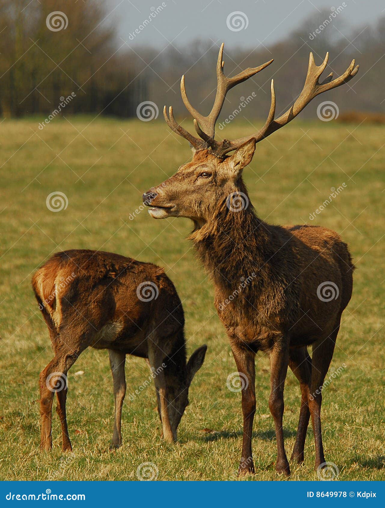 Stag stock photo. Image of animal, london, grass, richmond - 8649978