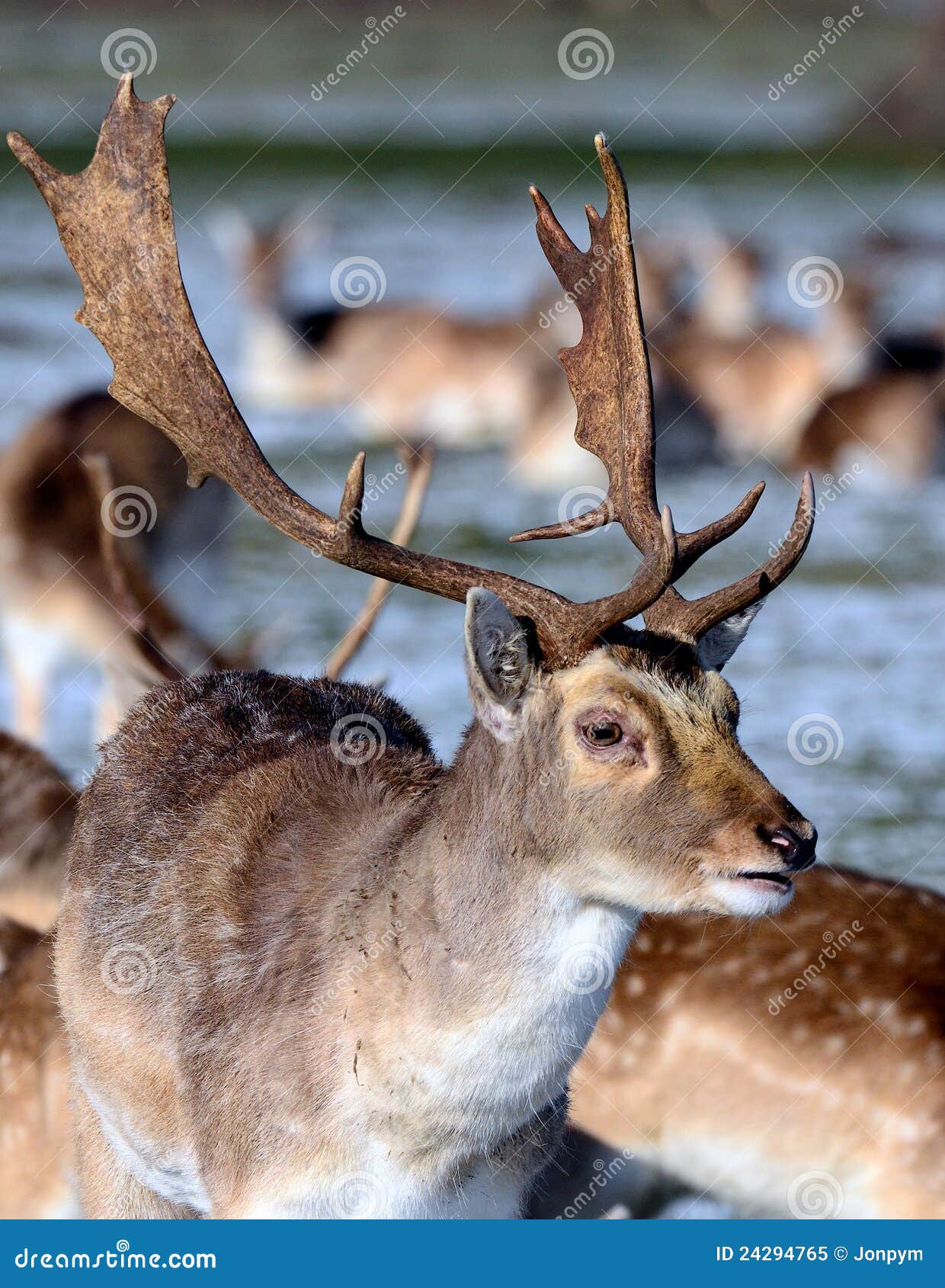 Stag Antlers stock image. Image of portrait, buck, grass - 24294765