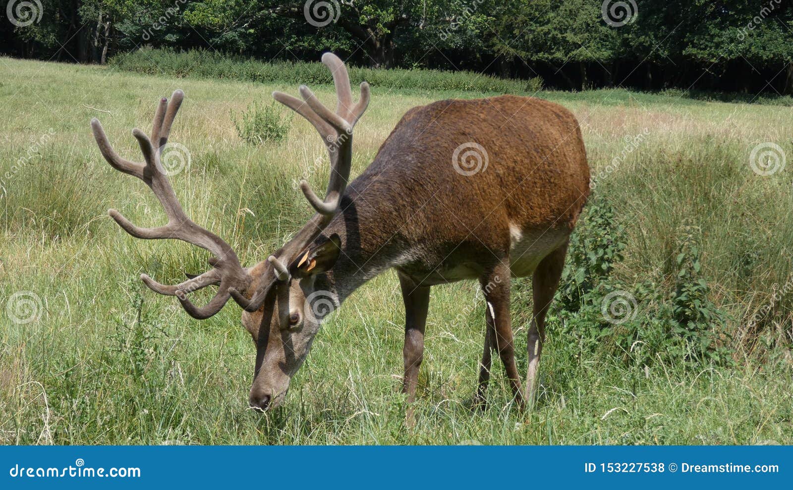 Stag with Antlers Eating Grass Stock Photo - Image of wild, deer: 153227538