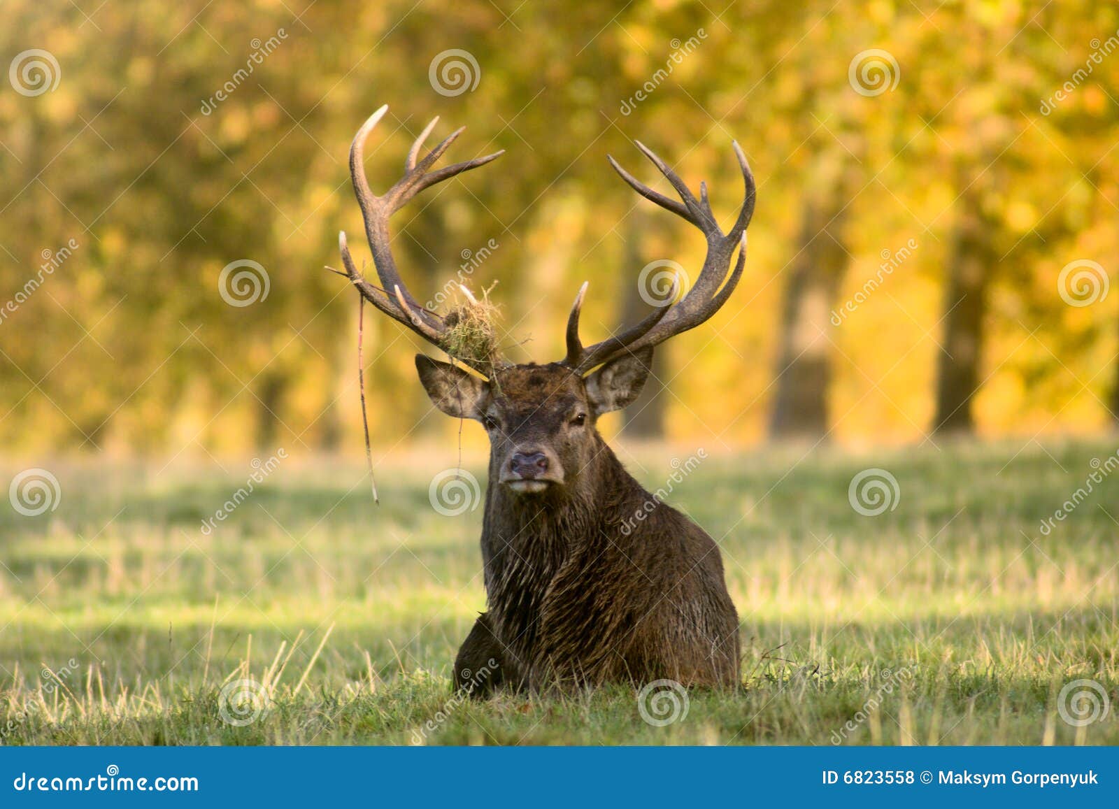 Stag in autumn forest stock photo. Image of autumn, national - 6823558