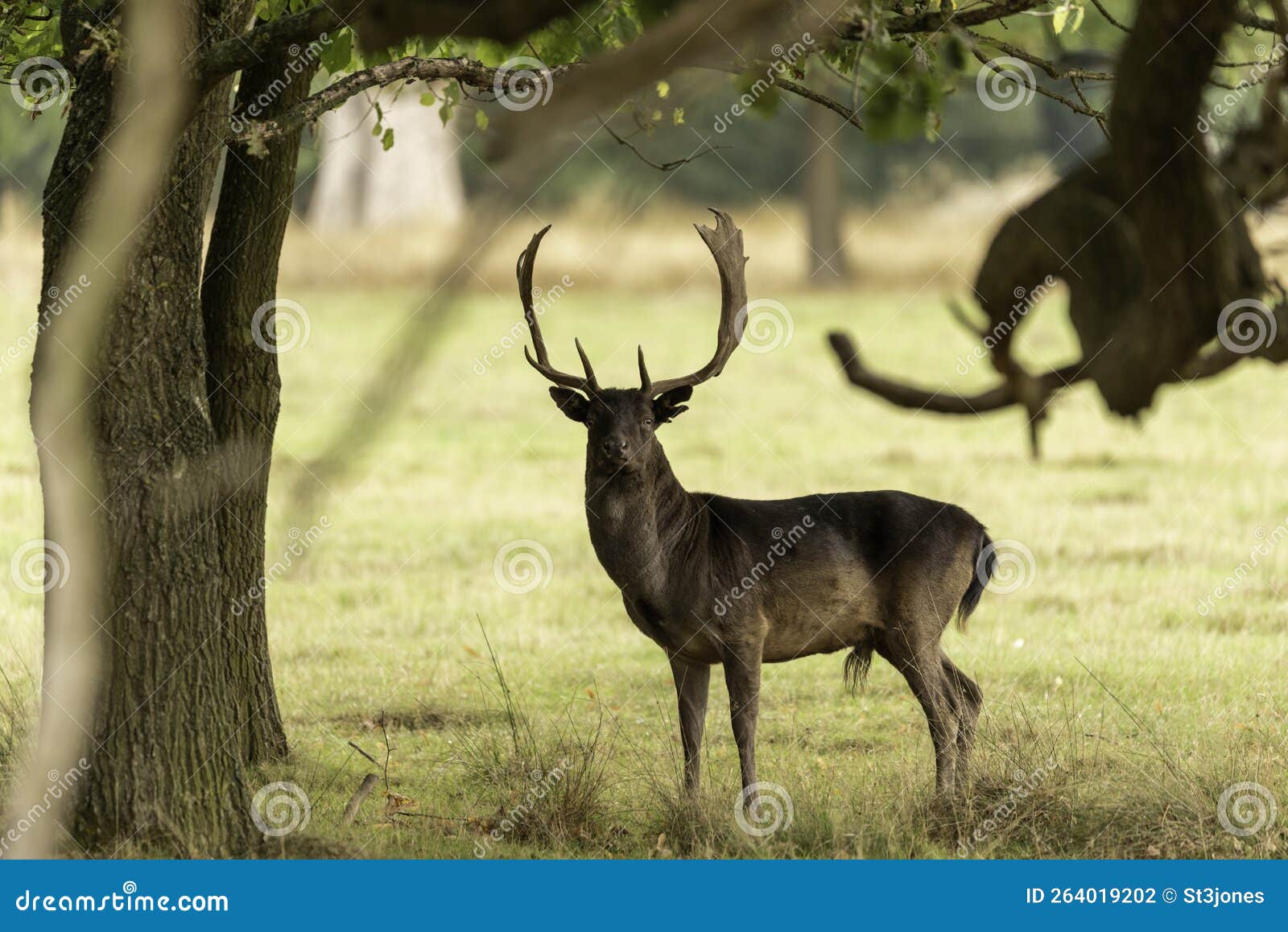 Stag through the Autumn Trees Stock Photo - Image of viewer, stag ...