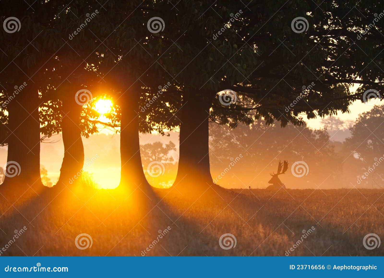 Stag Basking in the Morning Sun Stock Photo - Image of tree, deer: 23716656