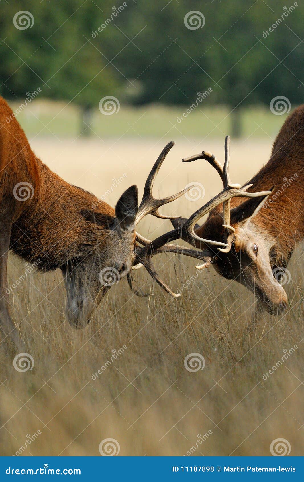 Stag Battle stock photo. Image of mammal, male, elaphus - 11187898