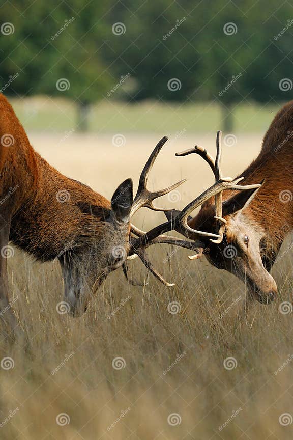 Stag Battle stock photo. Image of mammal, male, elaphus - 11187898