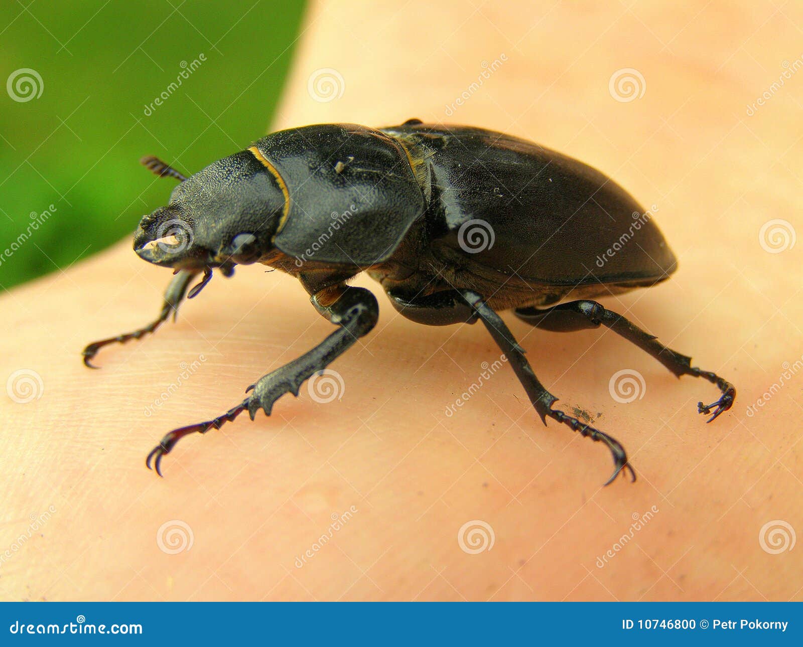 Stag-beetle stock photo. Image of animal, mystery, head - 10746800