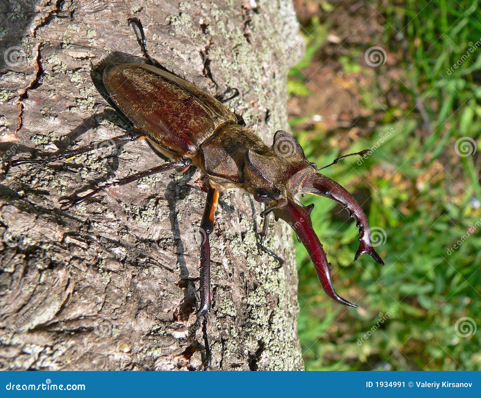 Stag-beetle stock image. Image of stag, macro, profile - 1934991
