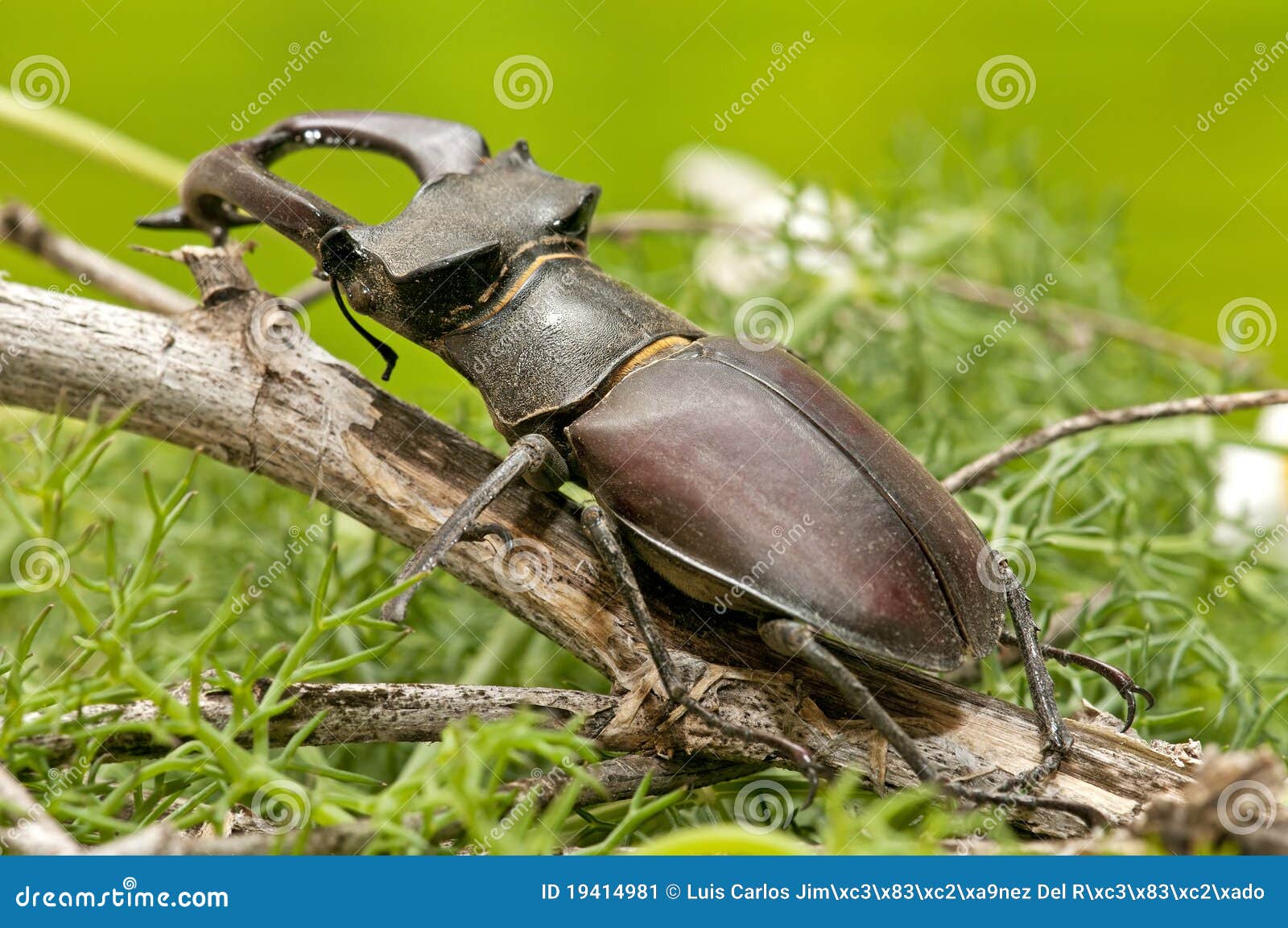 Stag beetle stock image. Image of tongs, insects, rhinoceros - 19414981