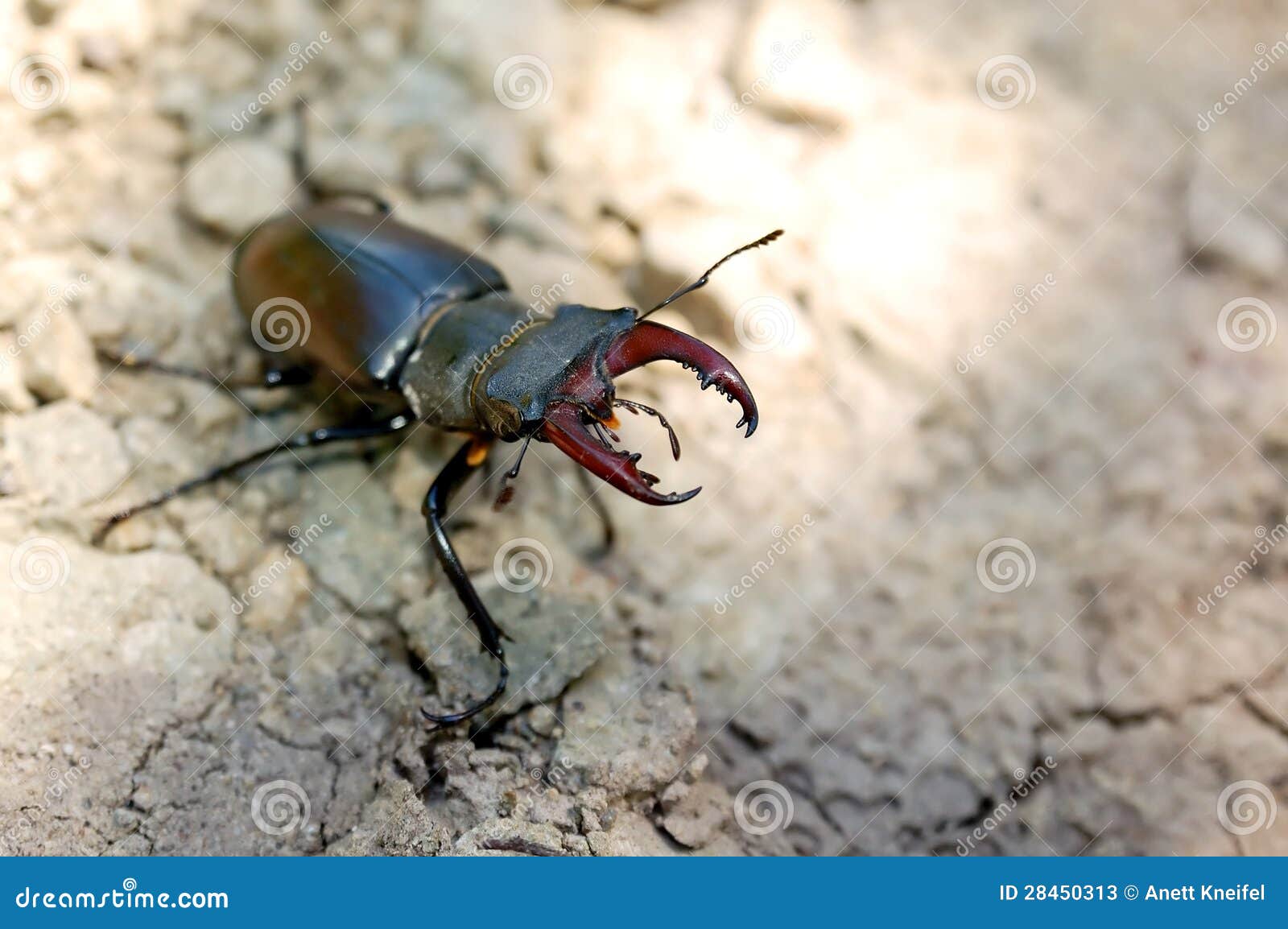 Stag-beetle stock image. Image of endangered, rare, beetle - 28450313