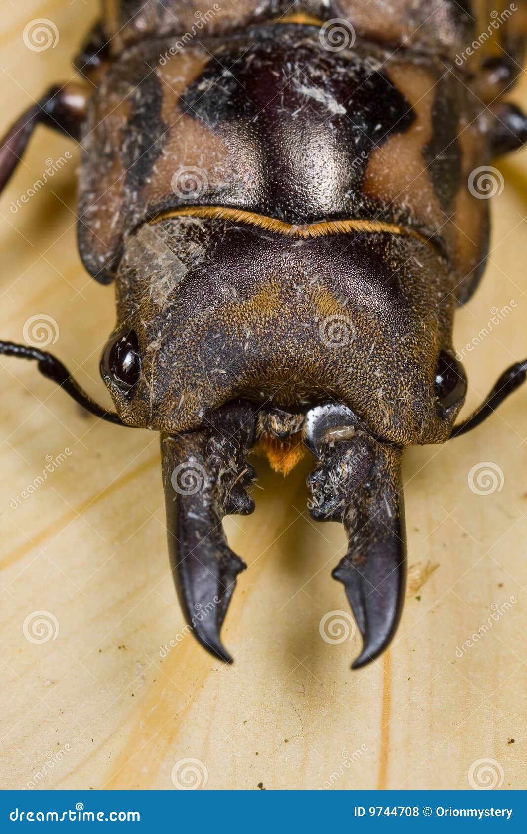 Stag beetle stock photo. Image of wildlife, outdoor, stag - 9744708