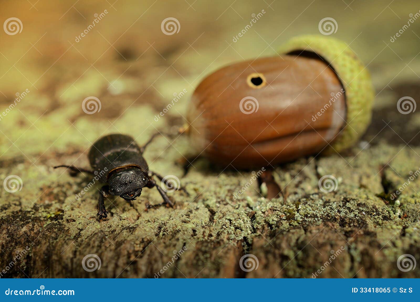 Beetle Of Acorn Weevil Curculio Glandium On Oak A Leaf. Stock Image ...