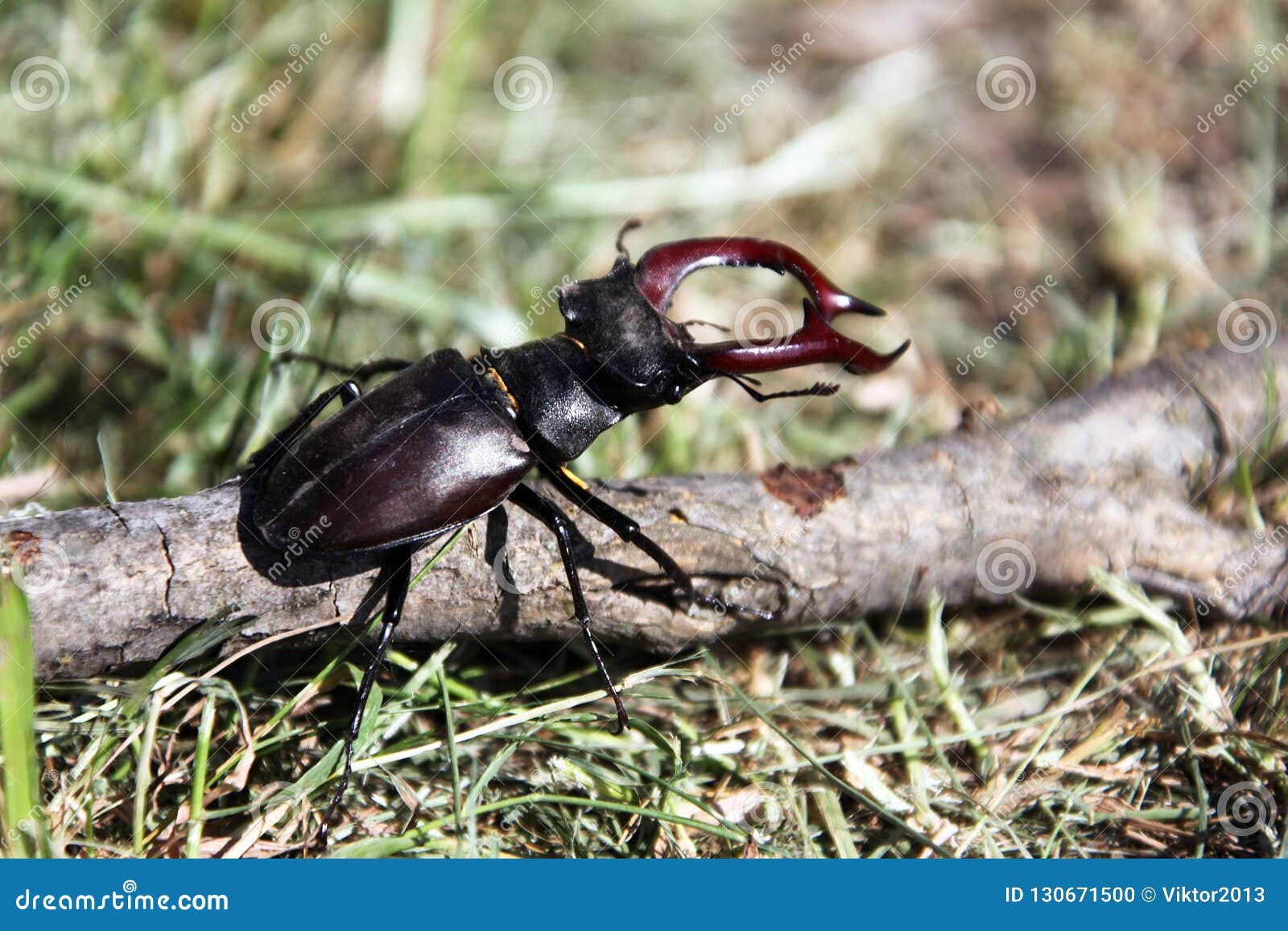 Stag beetle stock photo. Image of forest, stag, science - 130671500