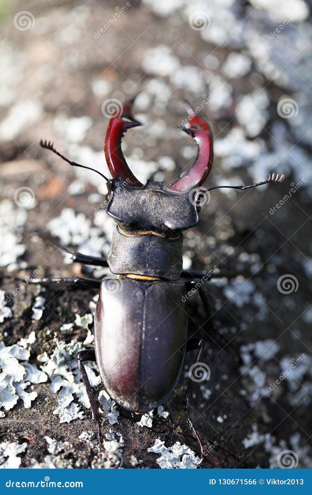 Stag beetle stock photo. Image of collection, life, nature - 130671566