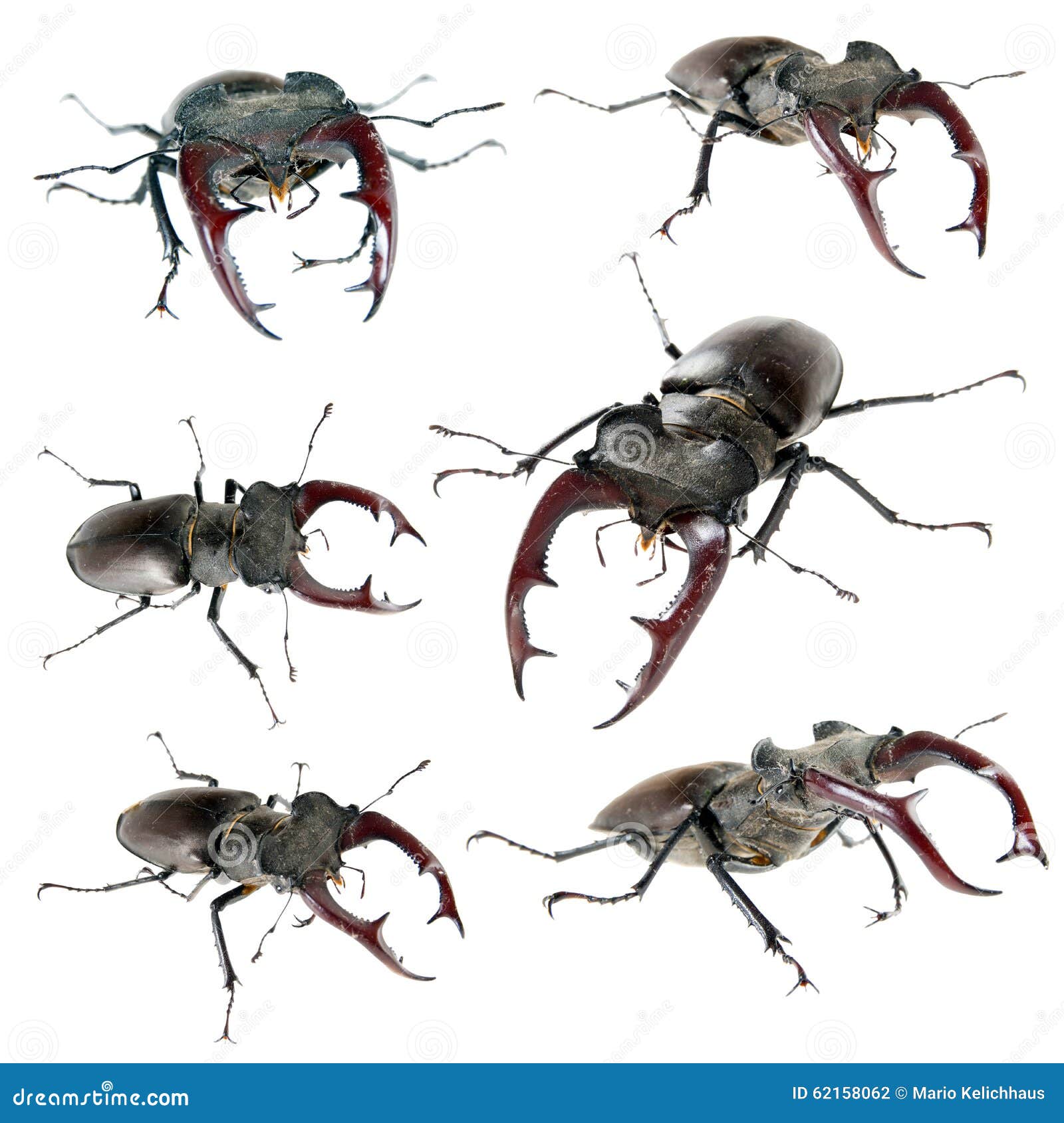 Antler Collage Stock Photos - Free & Royalty-Free Stock Photos from ...