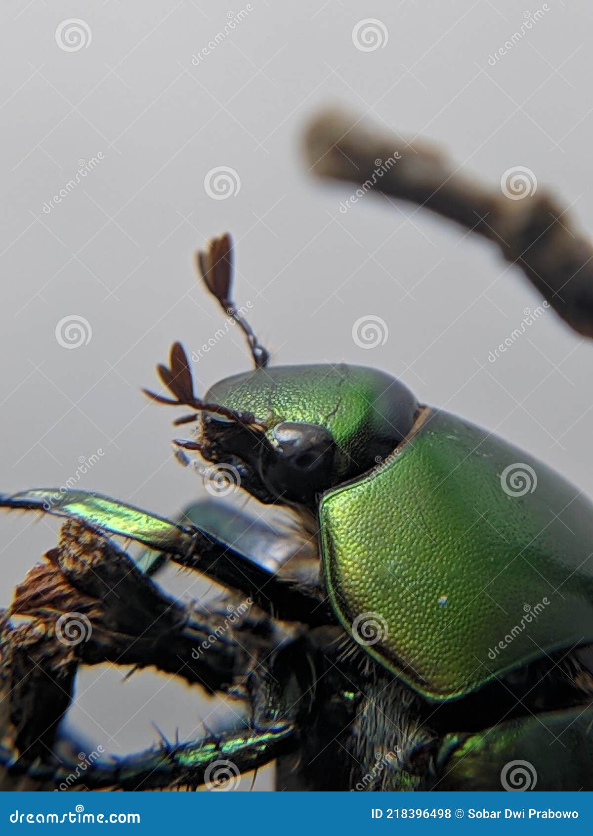 Stag Beetle Cotinis Mutabilis On Green Leaf Stock Photography ...