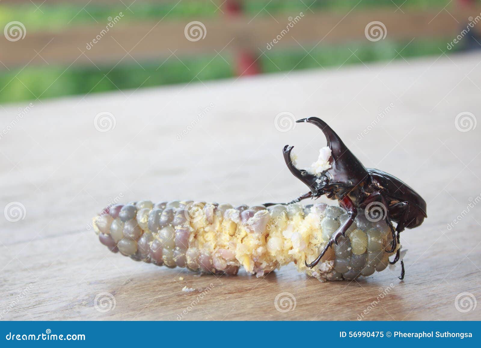 Stag beetle stock image. Image of attack, entomology - 56990475