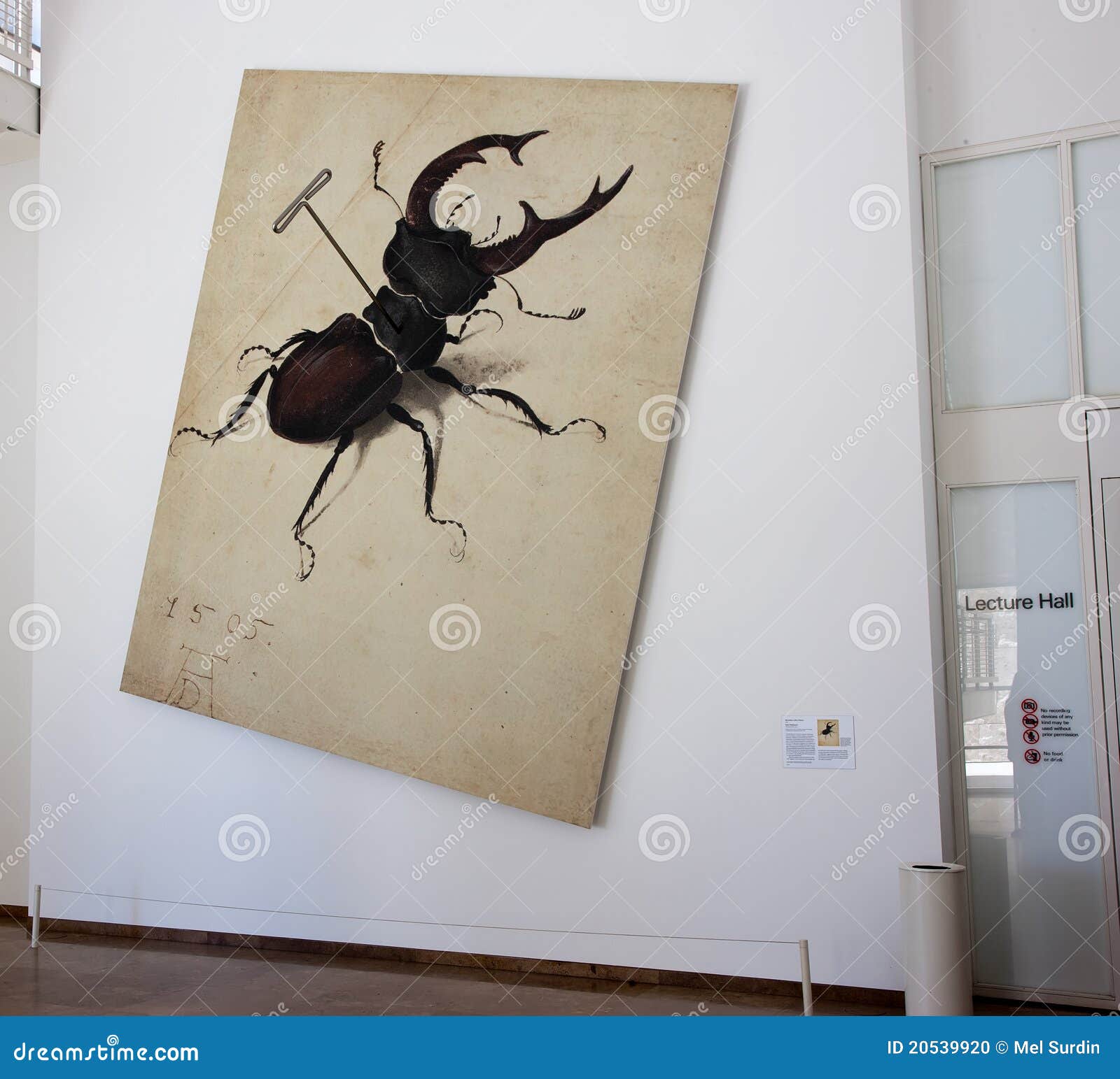 Stag Beetle after Durer editorial image. Image of durer - 20539920