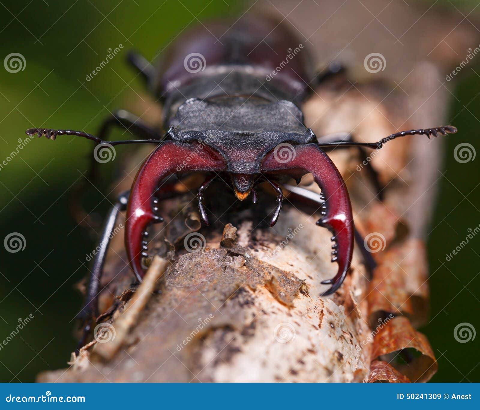 Stag beetle en face stock image. Image of beetle, horn - 50241309