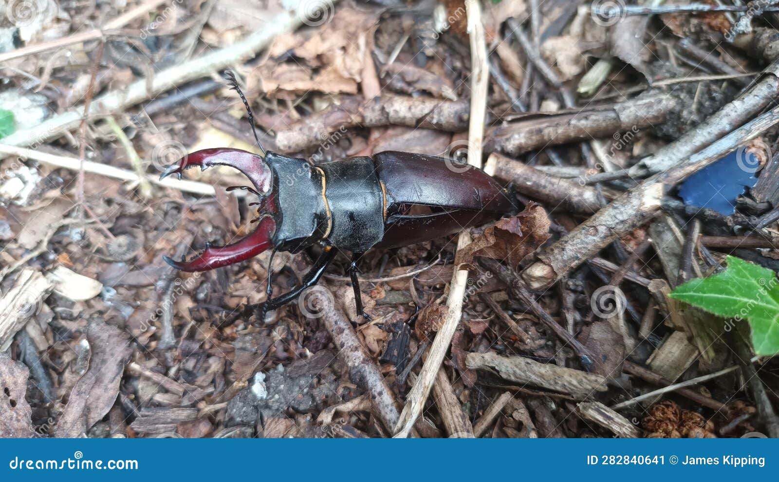 Stag beetle exoskeleton stock image. Image of wildlife - 282840641