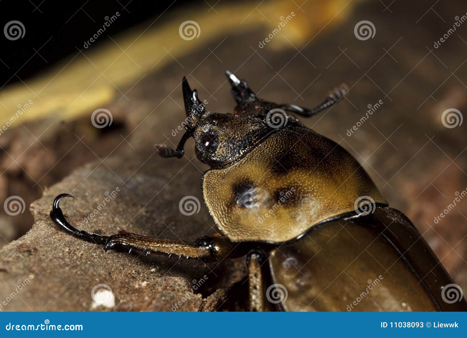 Stag beetle face stock image. Image of closeup, wing - 11038093